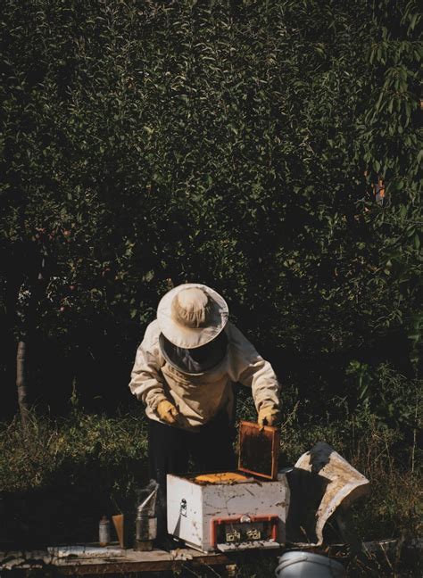 검사 곤충 과수원 꿀 나무 농업 농업 작업 농촌의 밀랍 벌 벌집 보호 복 생산성 생태 선구자 손 작업