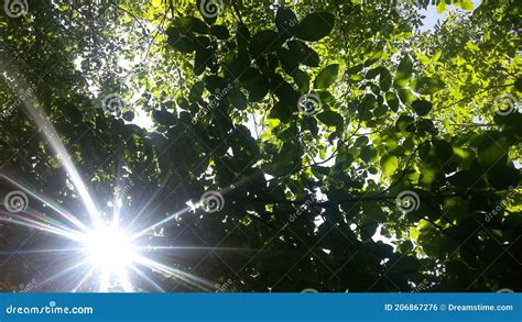 Sunlight In The Trees Stock Photo Image Of Woodland 206867276