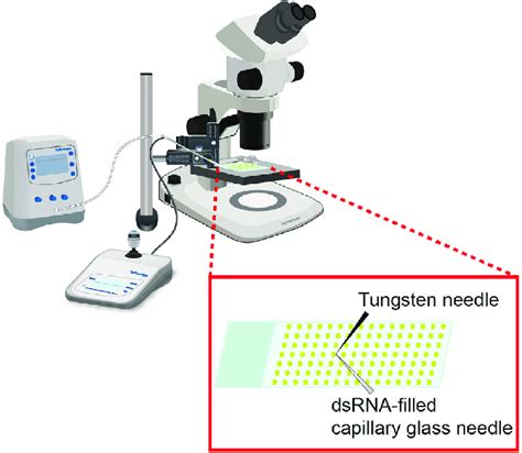 Schematic Of Silkworm Fertilized Egg Microinjection Download Scientific Diagram