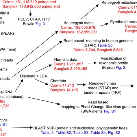 Bioinformatics Work Flow The Bioinformatics Work Flow Is Shown With Bioinformatics Work Flow The Bioinformatics Work Flow Is Shown With