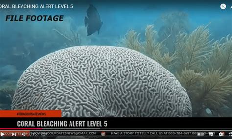 Coral Bleaching Alert Level 5 Tobago Updates