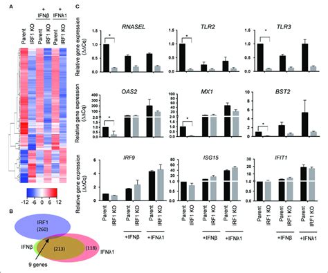 Irf1 Regulates Basal Expression Of A Subset Of Isg In Beas 2b Cells