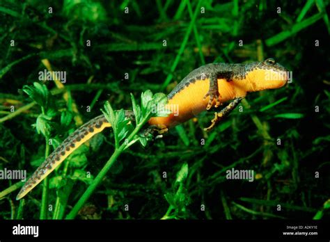 Newt Eggs Hi Res Stock Photography And Images Alamy