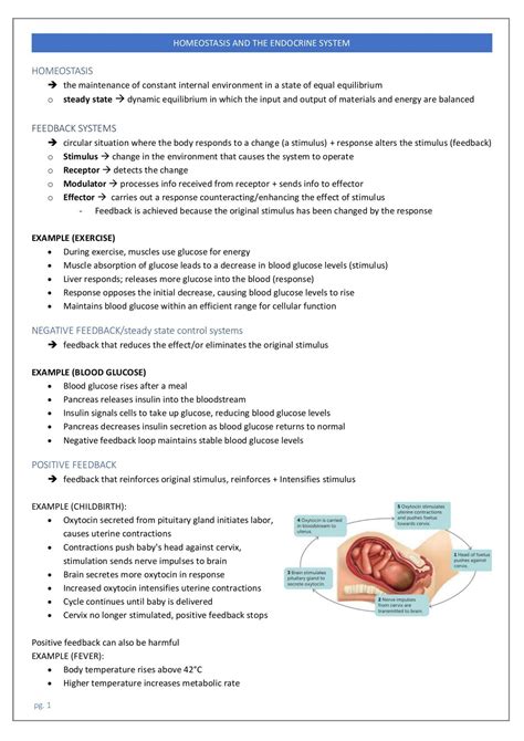 Unit 3 Endocrine System Homeostasis Human Biology Year 12 Wace Thinkswap