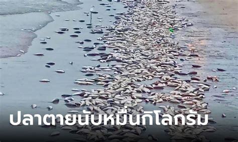 ปลาตายเต็มหาดบางแสน เฉลยสาเหตุแล้วช็อตฟีล ไม่ใช่น้ำเน่า ไม่ใช่ภัยธรรมชาติ