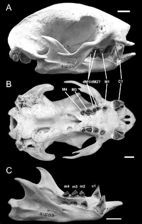 Skull And Mandible Of Choloepus Didactylus Fmnh 41503 In Right