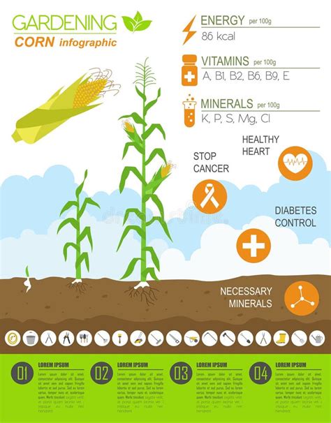 Template Corn Stock Illustrations 19485 Template Corn Stock