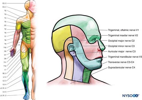 Dermatomes Mr Nerve Block Regional Anesthesia Facebook