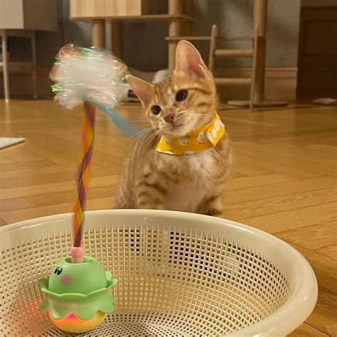 🧡데리🤍 야 장난감 너어 너 너무 빠릉고 아니냥 •︠ˍ•︡ 데리일기 데리 코숏치즈 치즈냥 코숏 고양이 아깽이 캣초딩 냥팔