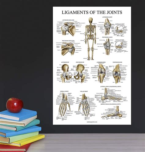 Skeletal System And Ligaments Of The Joints Anatomical Poster Set Anatomy Posters