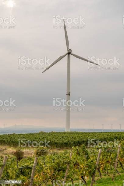 현대적인 풍력 터빈 배경에 풍력 공원이 있는 포도원의 뒷모습 흐린 날에는 포도나무 식물이 앞에 있습니다 0명에 대한 스톡 사진