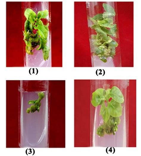 Nodal Explants Producing Calli And Shoot Regeneration Download Scientific Diagram