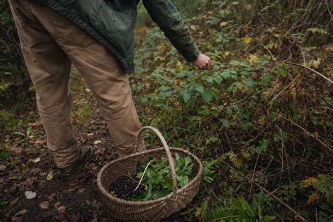 What Is Foraging Discover Natures Hidden Treasures