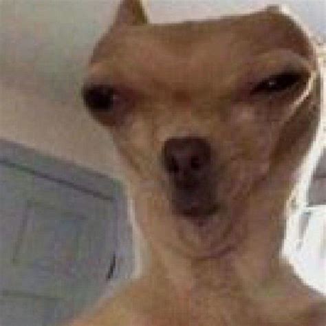 Goofy Ahh Pictures Hilarious Moments Captured Funny Dog Memes