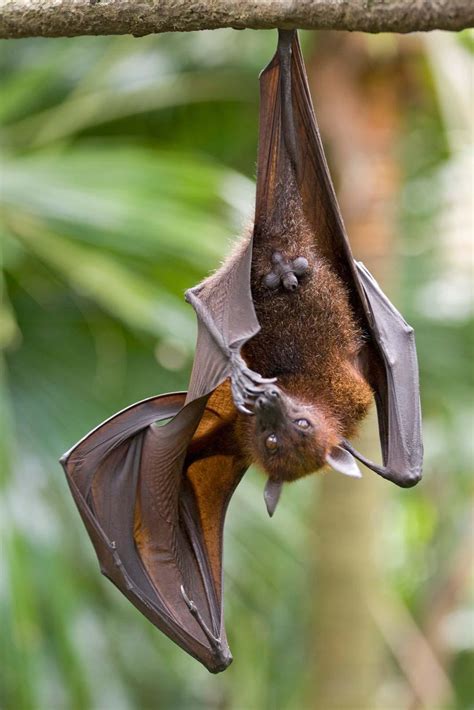 I Have Never Seen A Bats Genitalia And Its Scarred Me So Now You Have To As Well Rbatty