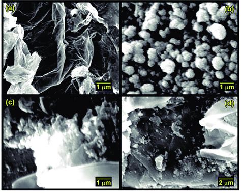 Sem Pictures Of A Graphene Oxide B Co 3 O 4 And C And D Co 3 O 4 Download Scientific