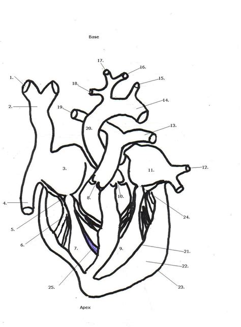 Anatomy Lab Final Diagram Quizlet