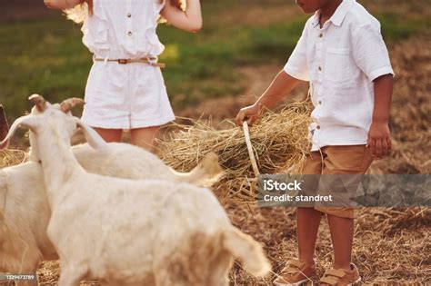 귀여운 작은 아프리카 계 미국인 소년 와 유럽 소녀 이다 에 이 농장 와 염소 2명에 대한 스톡 사진 및 기타 이미지 2명 4 5세 6 7 살 Istock