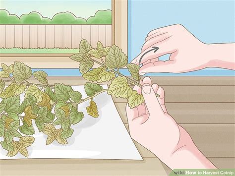easy ways to harvest catnip 11 steps with pictures wikihow