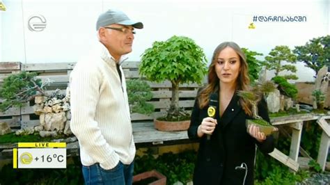 ბონსაი ჯუჯა ხეების გაზრდის იაპონური ხელოვნება ქართულად Youtube