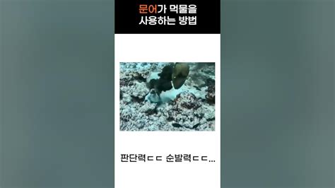 문어가 먹물을 사용하는 방법 문어 먹물 Youtube