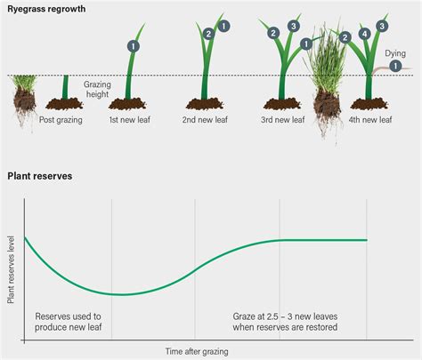 Ryegrass Tiller Growth Agricom