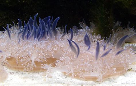 Filecassiopea Andromeda Mangrovenqualle Wikipedia