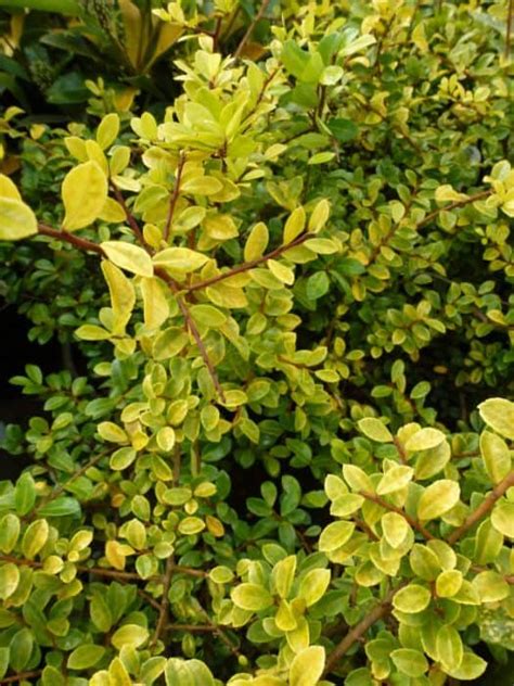 Ilex Crenata Golden Gem Japanse Hulst Chinese Hulst