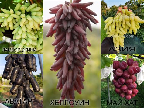 Сортови Лоза сорт Аватар Това е безсеменен сорт с много дълго и тънко зрънце което образува