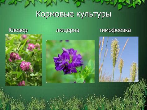 Семена кормовых культур купить в Минске с доставкой