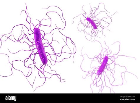 Clostridium Difficile Bacterium With Peritricous Flagella Computer