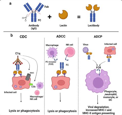 A Fusion Of Lectin And Antibodys Crystallizable Fragment Fc Of Download Scientific Diagram