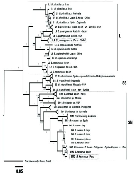 Phylogenetic Tree Obtained With The Bayesian Inference Method Based On Download Scientific