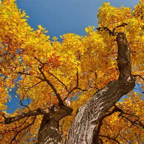 Of The Best Trees For Yellow Fall Color Gardeners Path