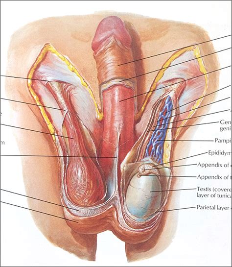Codesign To Be Frank The Life And Art Of Frank H Netter