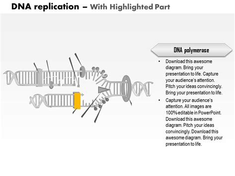 Top 10 Dna Replication Powerpoint Presentation Templates In 2026