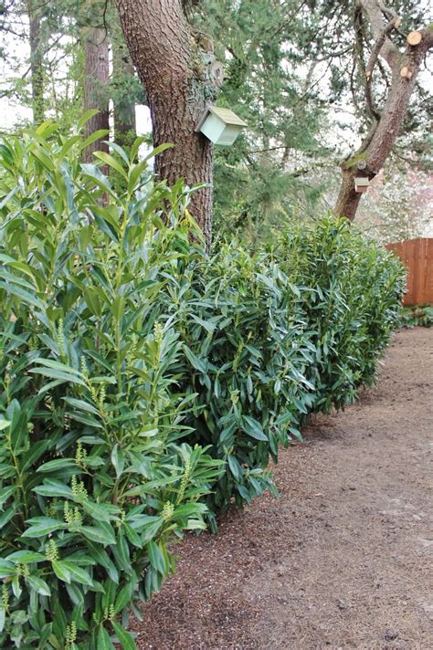 Planting A Privacy Hedge Aka Your New Favorite Neighbor