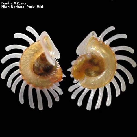 Species New To Science Invertebrate 2003 Sexual Selection On Land