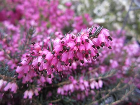Heather Flower Plant Summer Heather Calluna Vulgaris Jana 9cm