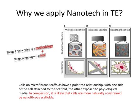 Ppt Cell And Tissue Engineering Nanotechnology Powerpoint