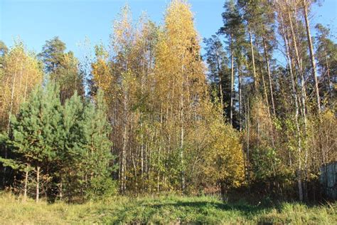 Early Autumn Trees Begin To Turn Yellow Stock Image Image Of Green Days