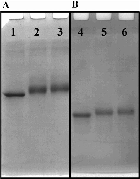Vancomycin Antibodies And Antigens Creative Diagnostics