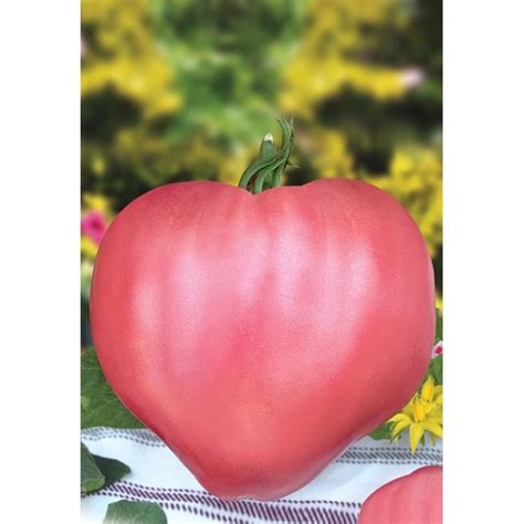 Домат Розов гигант