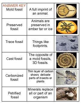 Distance Learning Science Literacy Types Of Fossils By Julie Klettke