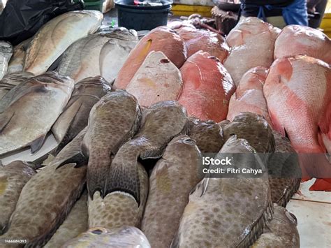 Berbagai Jenis Ikan Di Pasar Tradisional Foto Stok Unduh Gambar