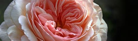 Flower Delivery Semaphore South Australia Semaphore Florist