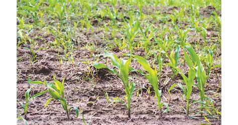 Продължава да е влажно и хладно за сезона Български Фермер