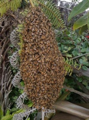 Why Do Bees Swarm Beeswarm