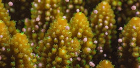 Coral Sex How Reproducing Species In The Lab Could Be Key To Restoring Reefs In The Wild