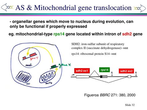 Ppt Gene Duplication Exon Shuffling And Concerted Evolution Powerpoint Presentation Id 3410970